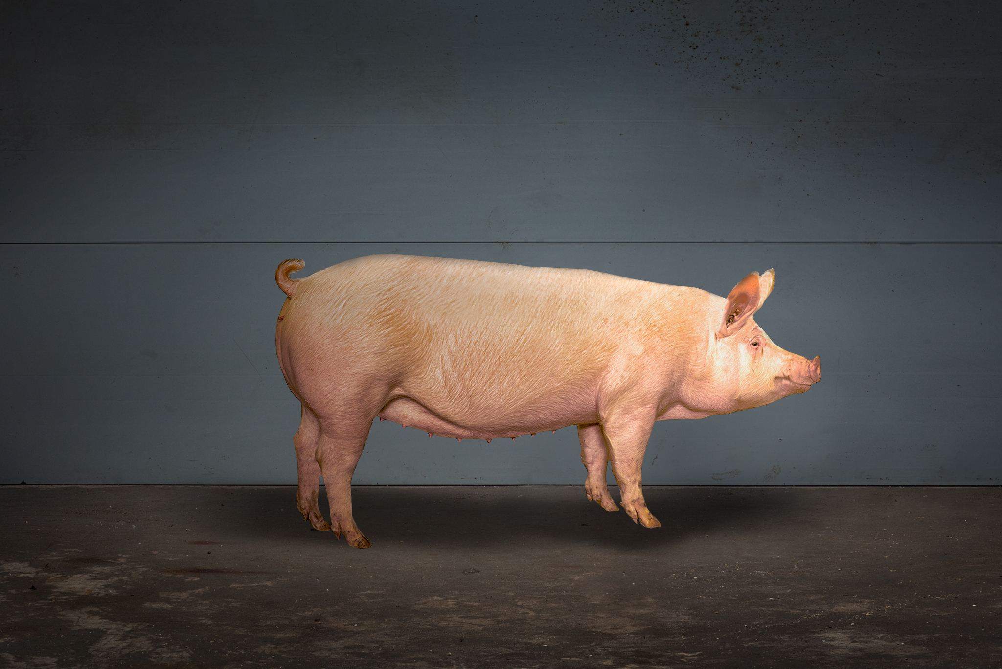 Balanced breeding works: Every extra piglet born is also weaned - JSR ...