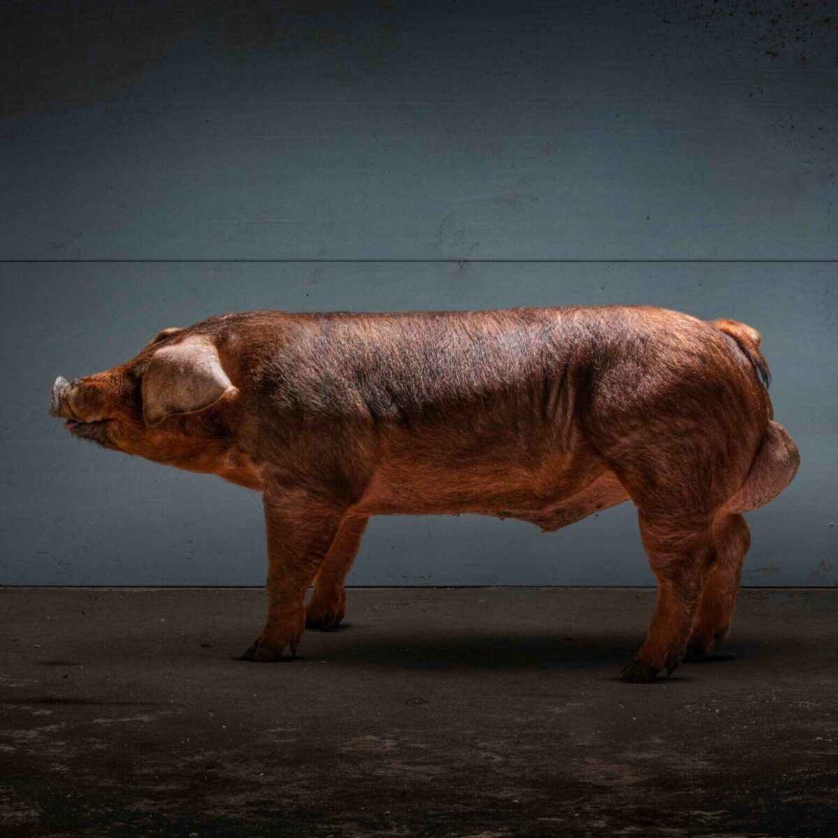 The TN Duroc first batch results are in for JSR Genetics!