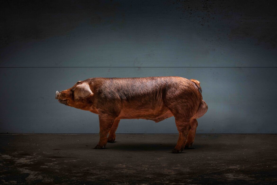 JSR Genetics New Terminal Duroc Boar