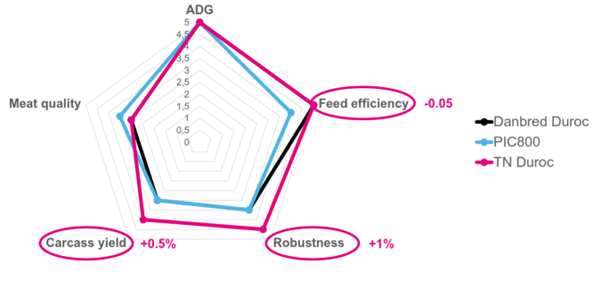 JSR Genetics New Terminal Duroc Boar