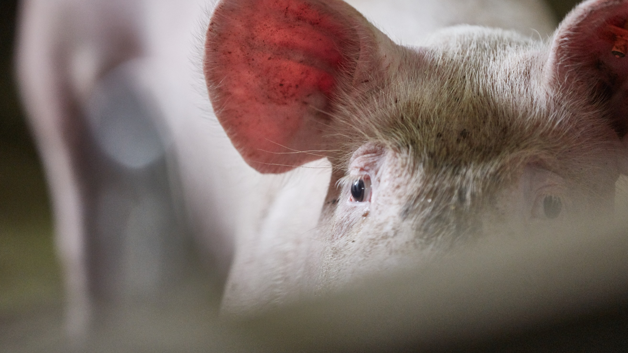 JSR Genetics: Precision feeding and Pig Genetics