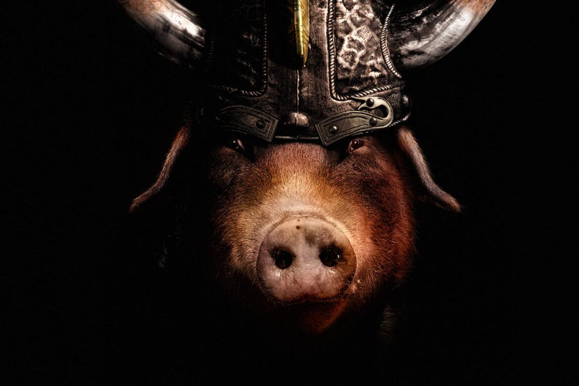 TN70: The Best Sow in the World - JSR Genetics