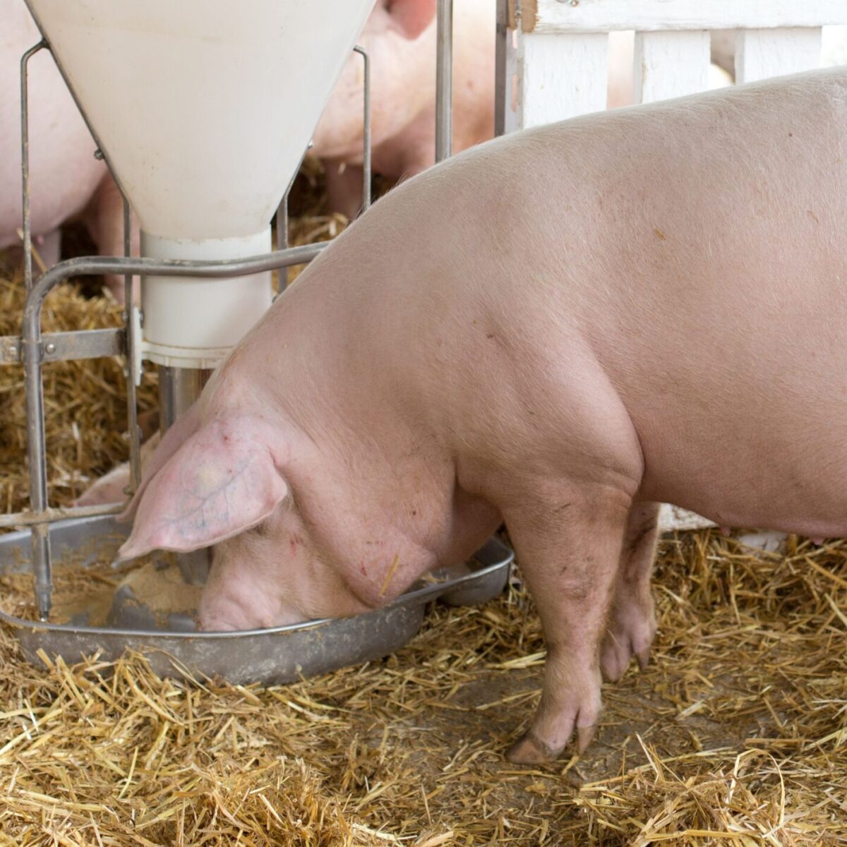 JSR Genetics' advice in how to save on sow feed costs